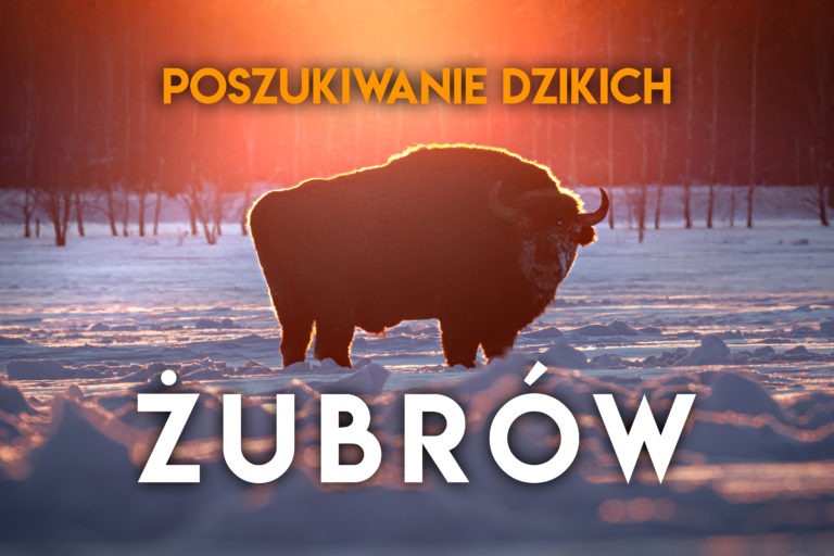 Żubry. Informacje, ciekawostki i poszukiwanie dziko żyjących ŻUBRÓW